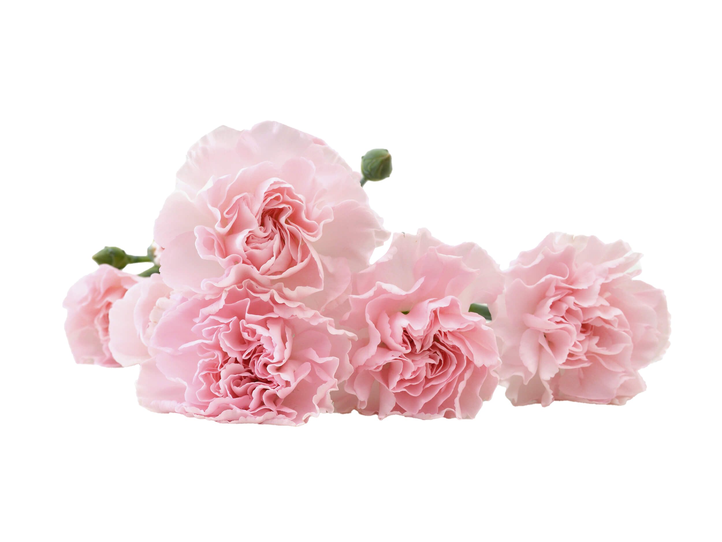 Carnation – Born Bathing