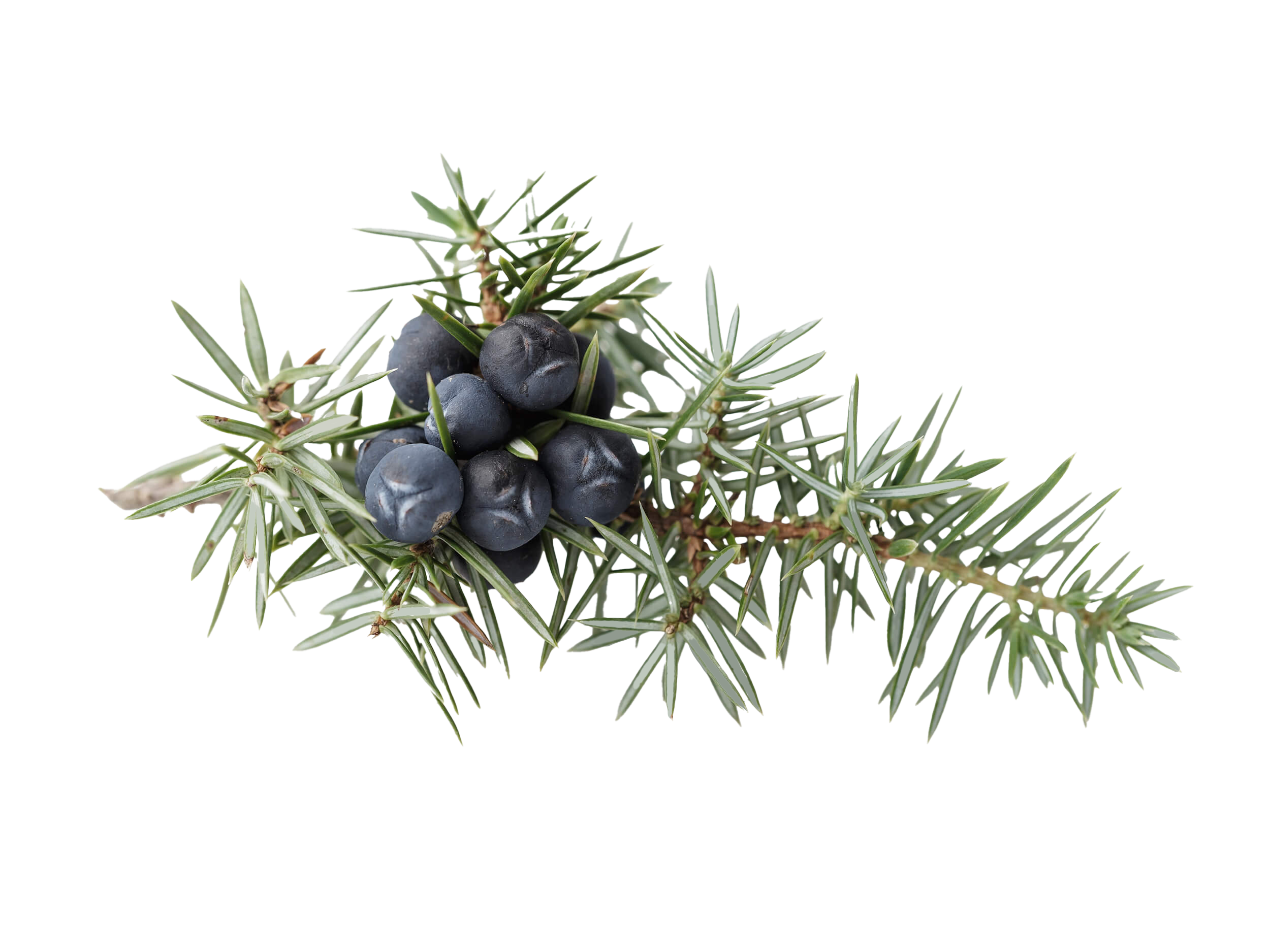 Juniper Berry – Born Bathing