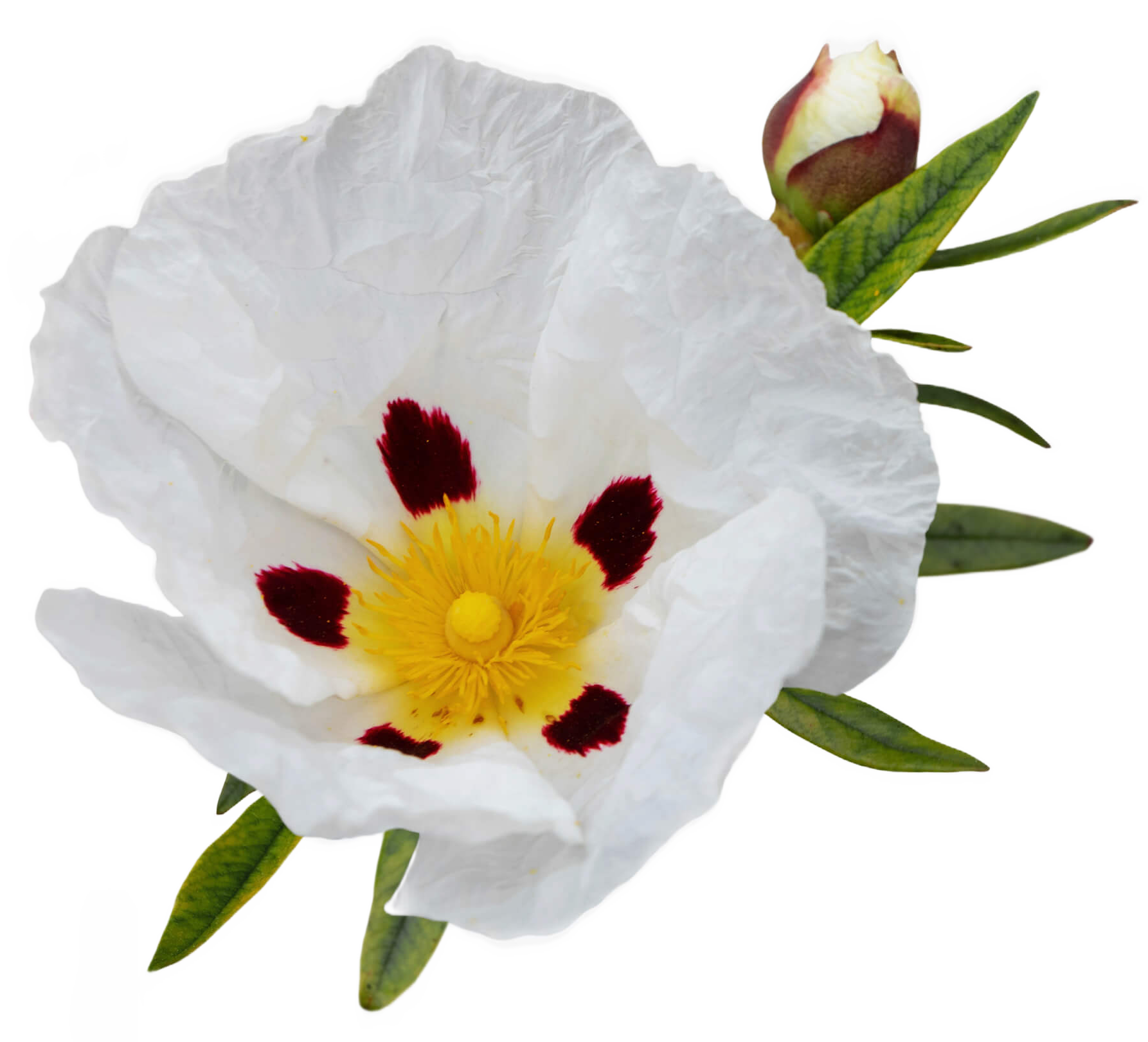 Rock Rose – Born Bathing