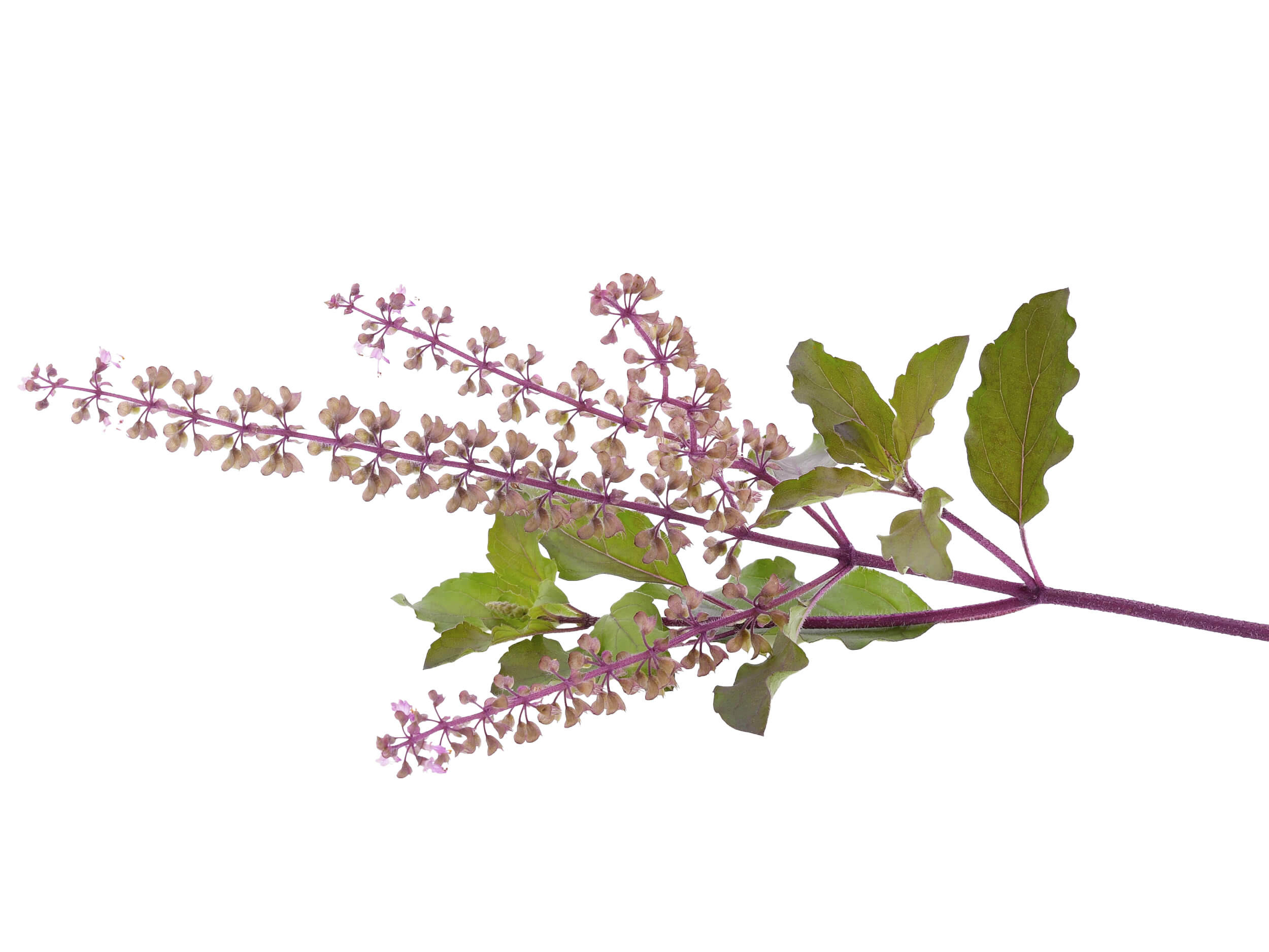 Tulsi – Born Bathing
