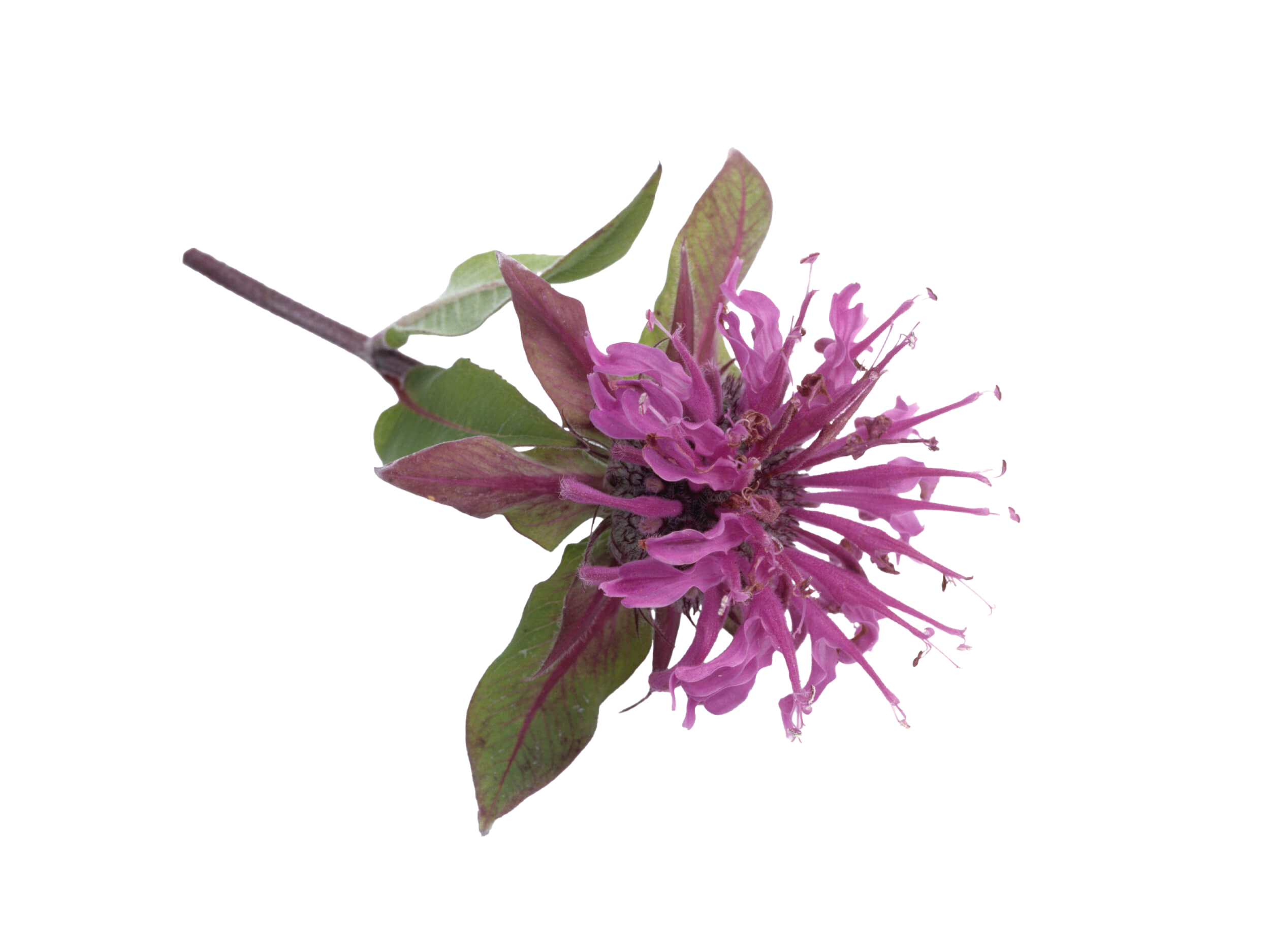Wild Native Bergamot – Born Bathing