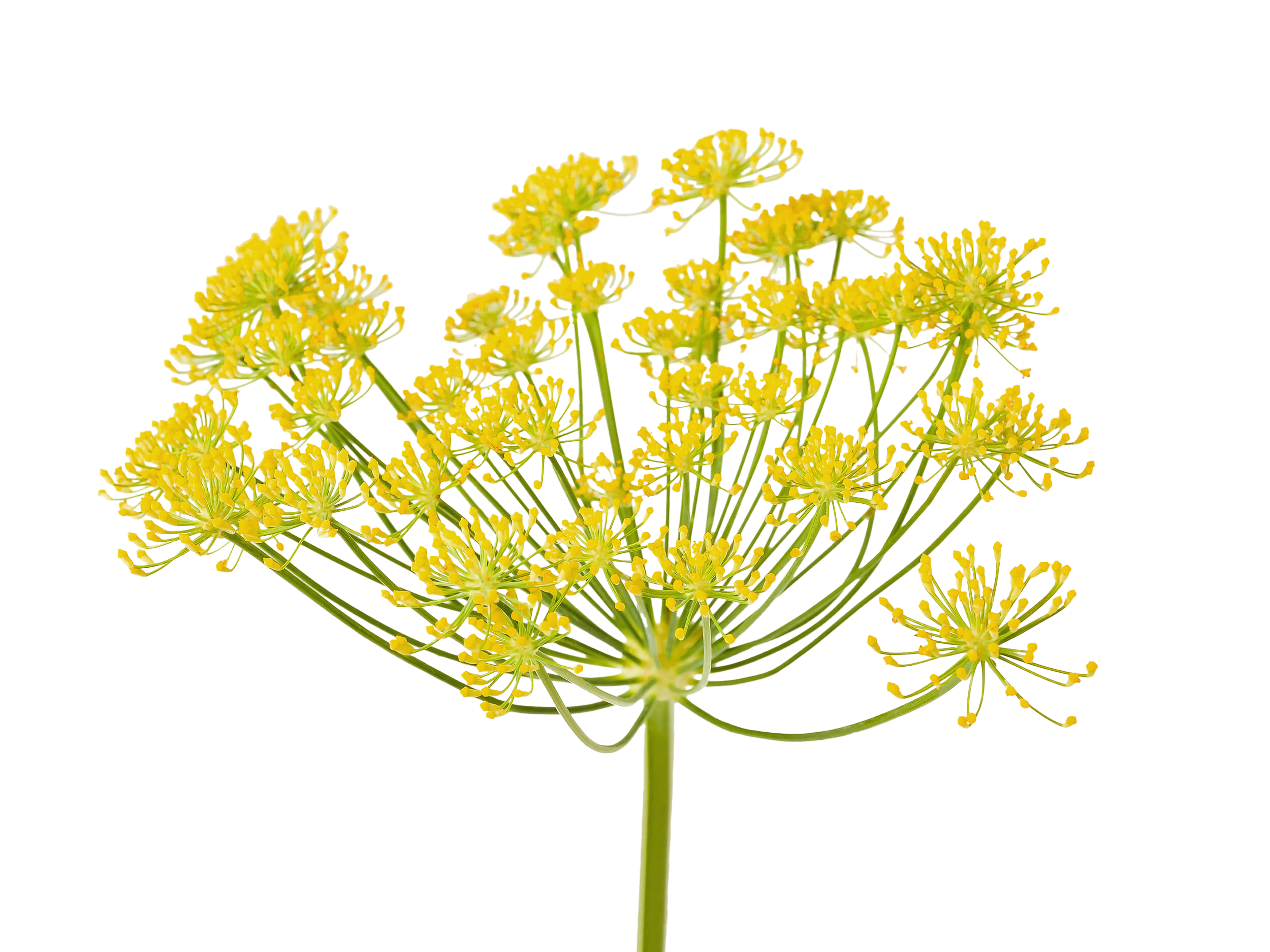 Fennel – Born Bathing