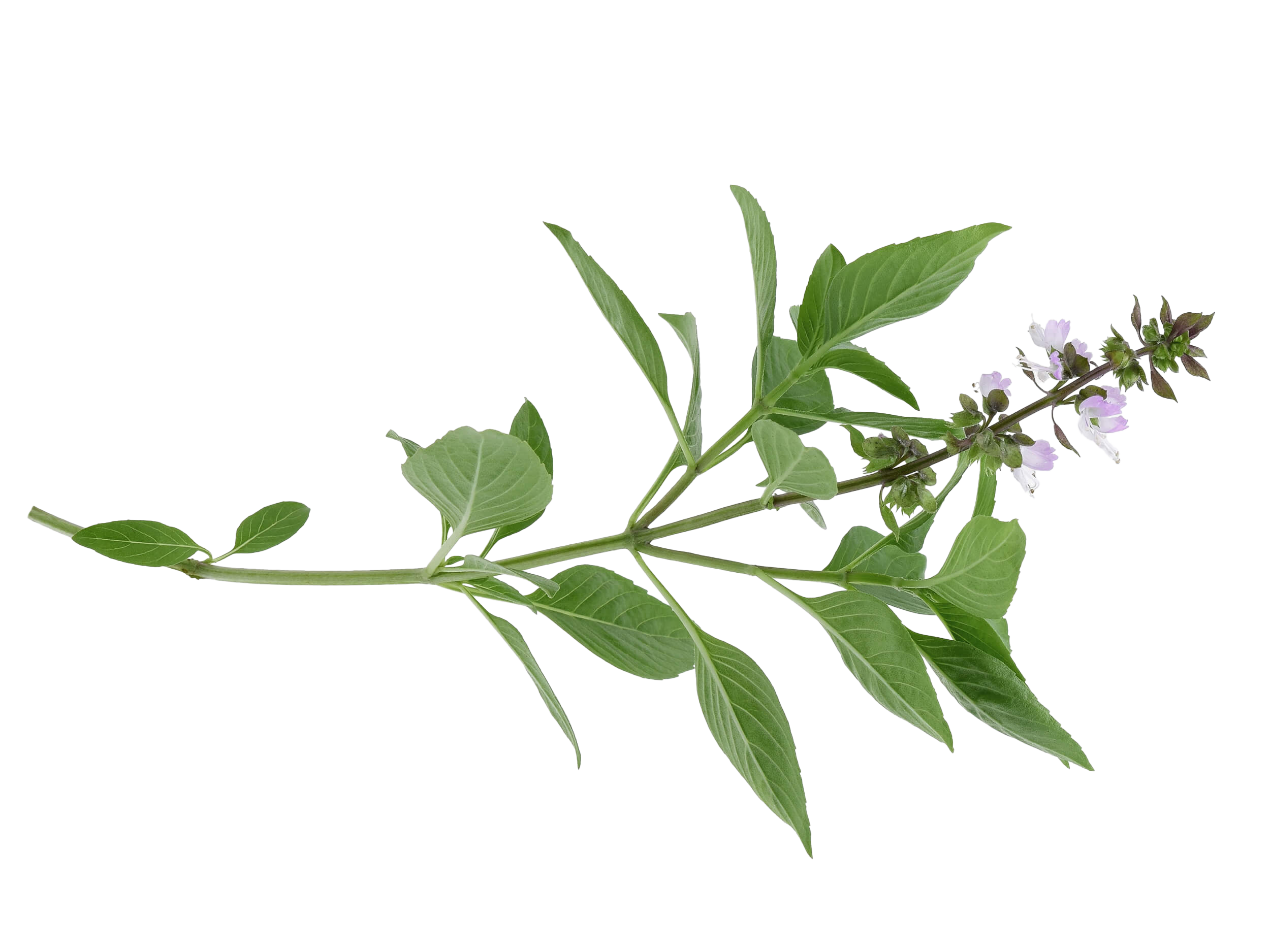 Sweet Basil – Born Bathing